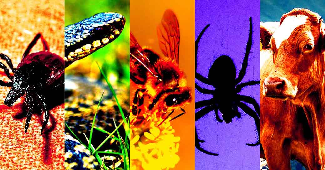 These five creatures can harm humans and they all live here | Just ...